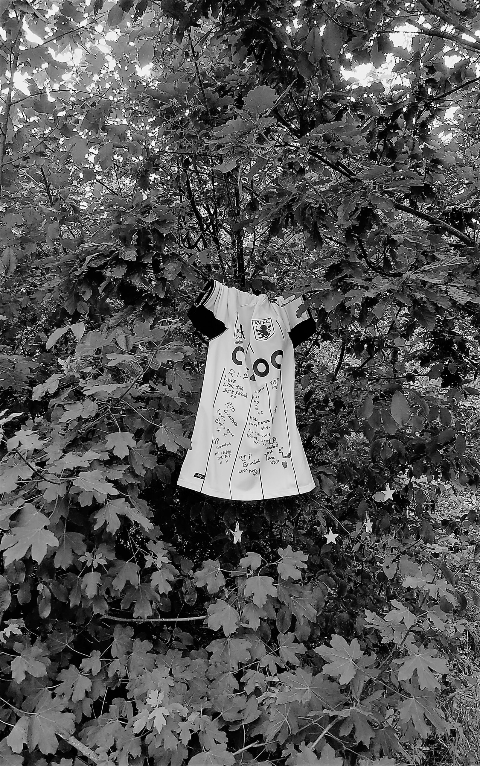 Summer – Anne Whitehead