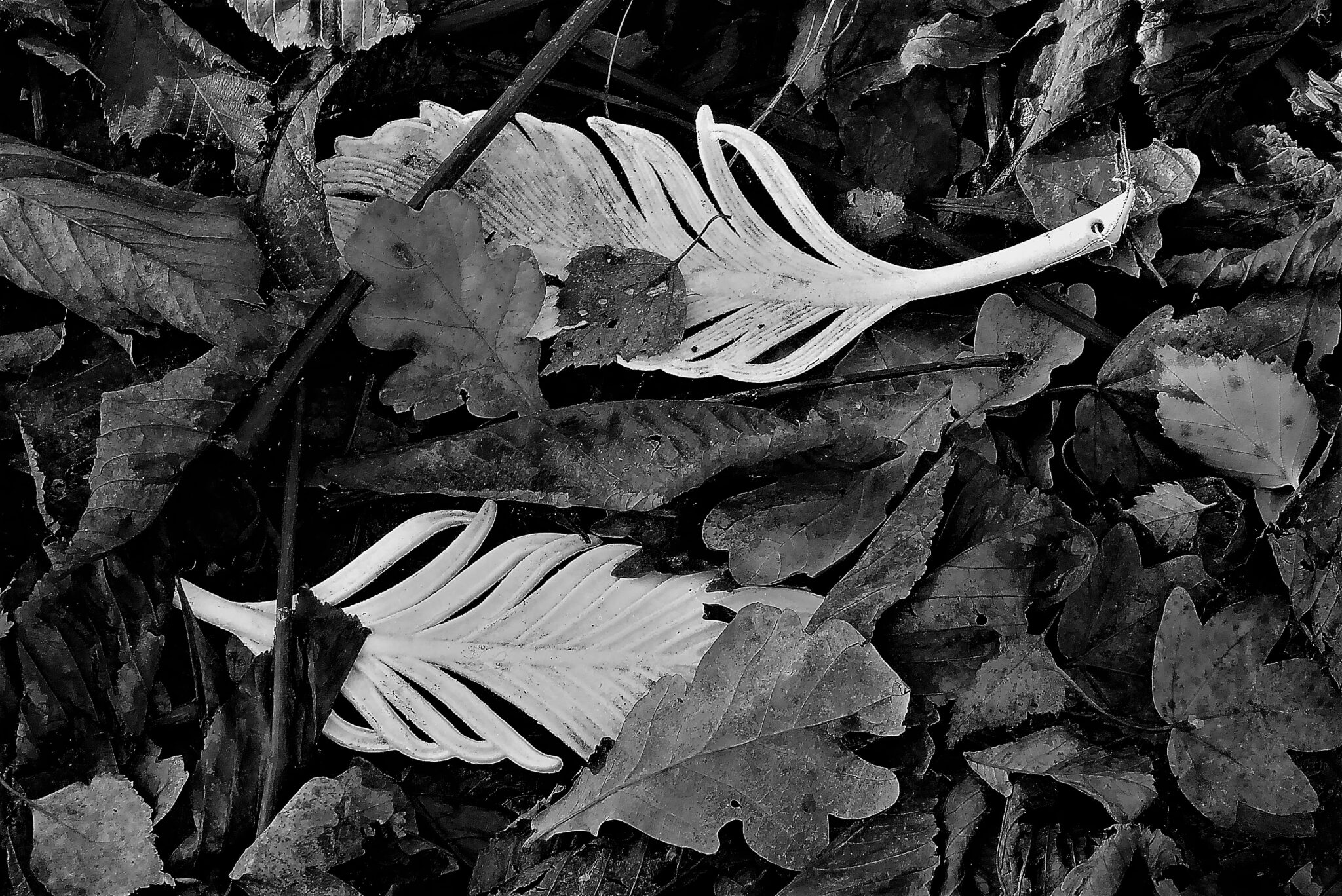 Autumn – Anne Whitehead