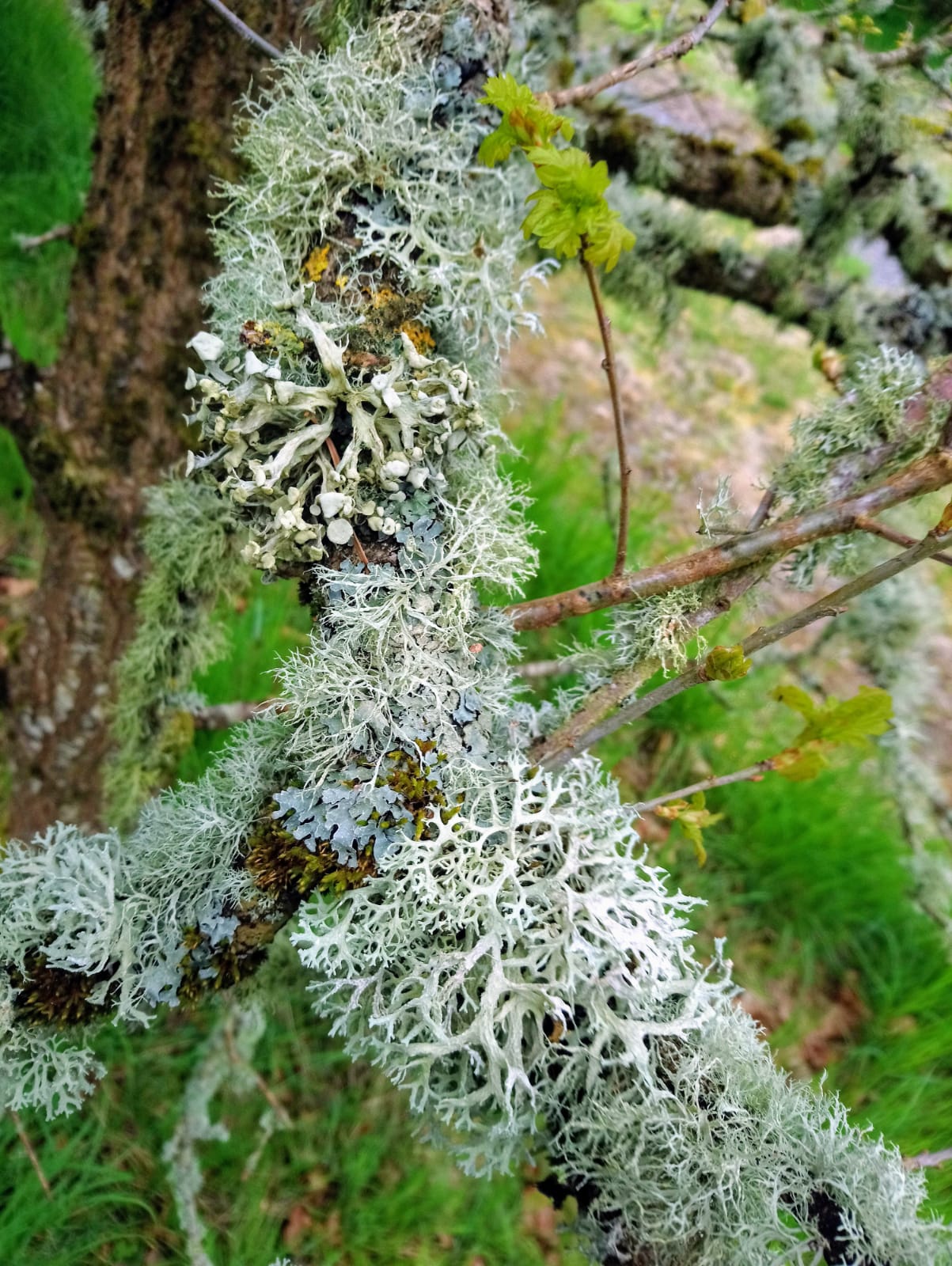 Lichen Survey – Citizen Science | Blog from the bog – and beyond
