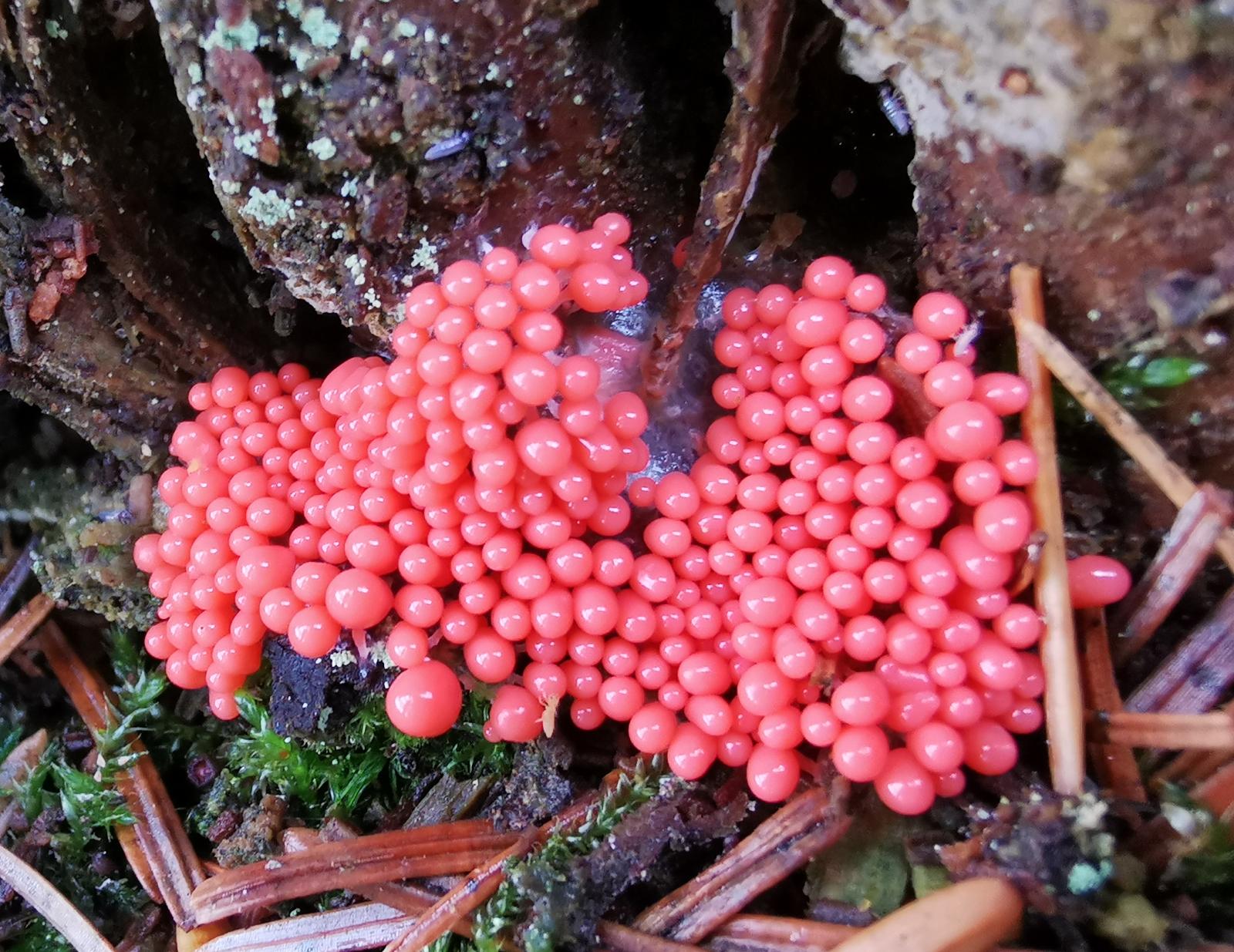 Sidwood day out | Blog from the bog – and beyond