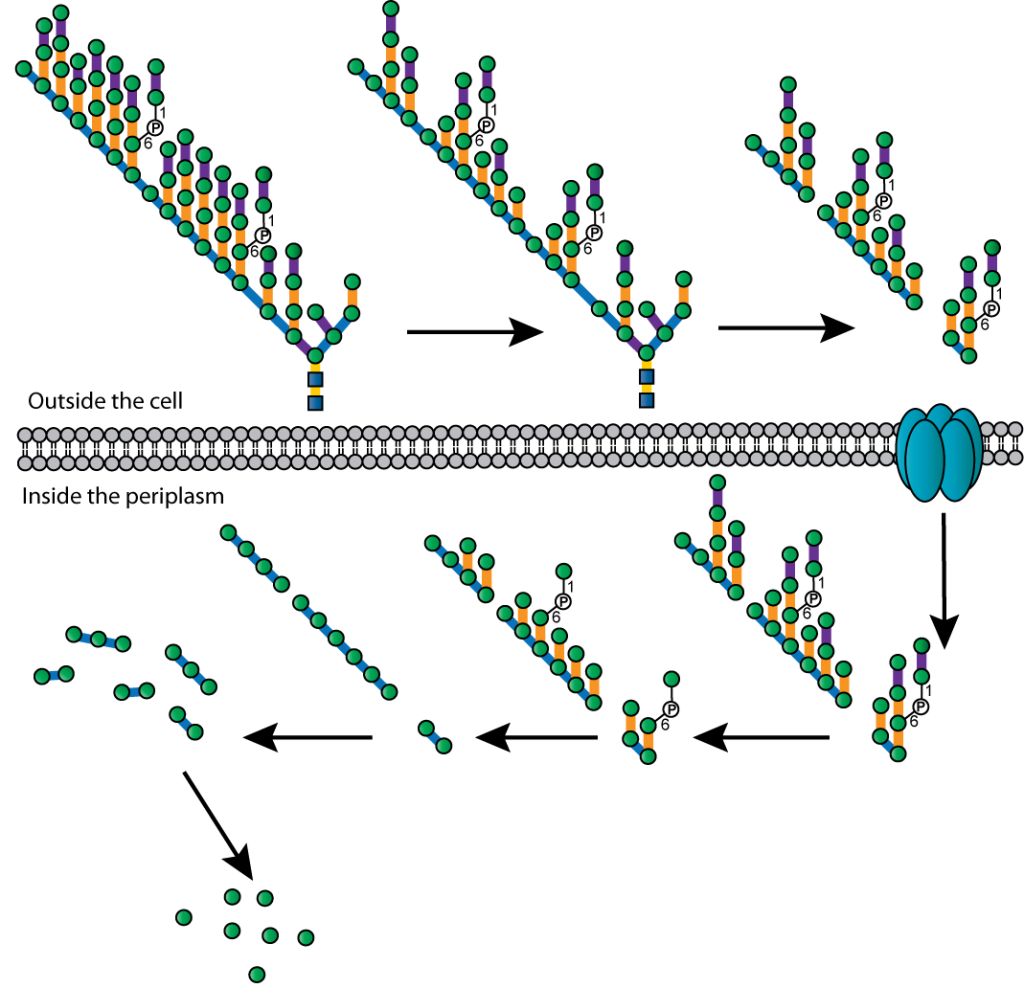 Beer, Bread and Bacteria | ICaMB – Inside Cells and Molecules Blog