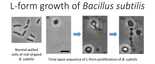 ICaMB – Inside Cells and Molecules Blog