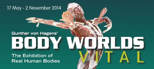 September 2014 – Body Worlds exhibition at Centre for Life | IGM Public ...