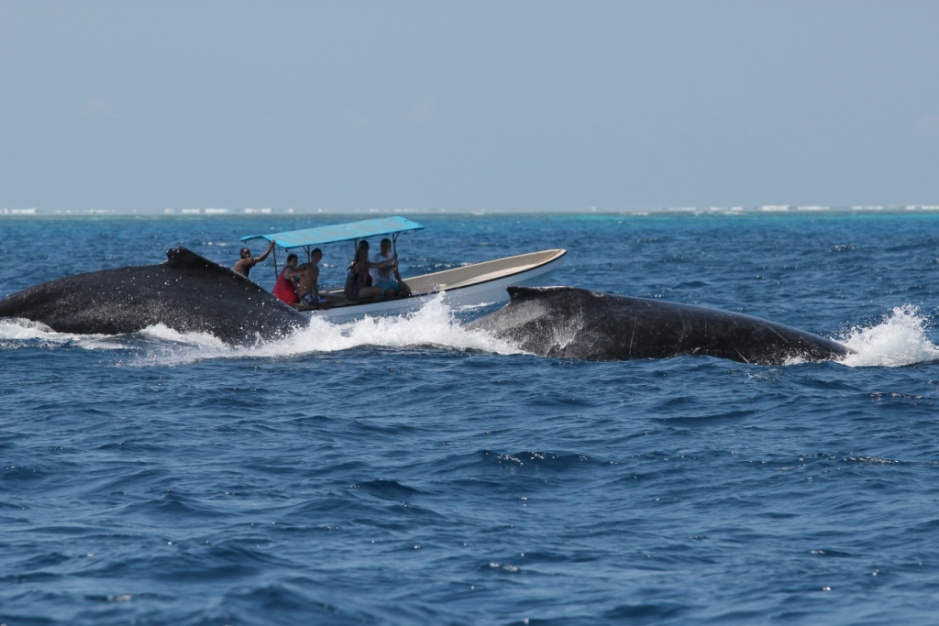 Zanzibar Humpback Whale Research Project 2012 | Marine Science Group Blog