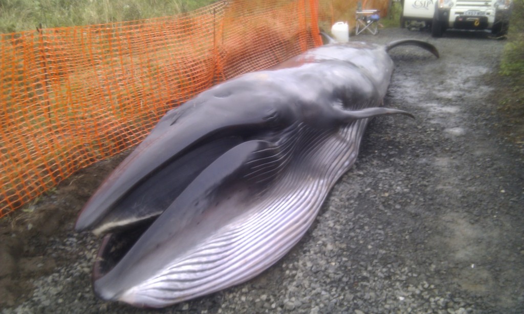 Sei whale stranding in Druridge Bay, Morpeth, Wednesday 26 September ...