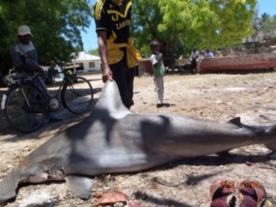 Zanzibar Dolphin & Shark Project | Marine Science Group Blog