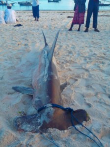 Zanzibar Dolphin & Shark Project | Marine Science Group Blog
