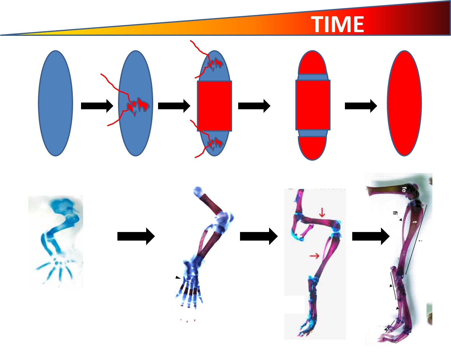 How do long bones grow? | Musculoskeletal Genetics