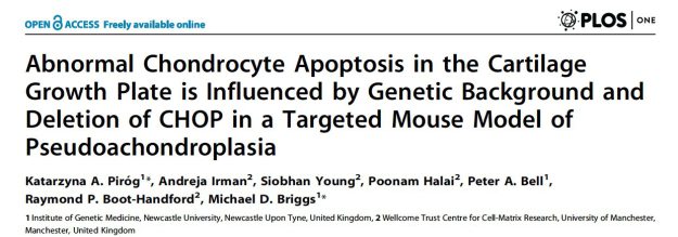 Role of CHOP and genetic background in chondrodysplasia – research ...