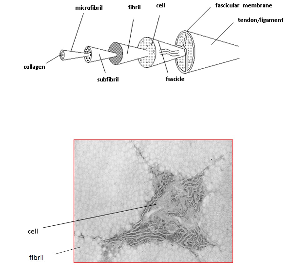 Tendons and ligaments, linking it all | Musculoskeletal Genetics