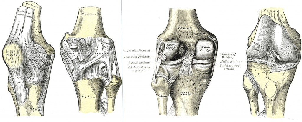 Tendons and ligaments, linking it all | Musculoskeletal Genetics