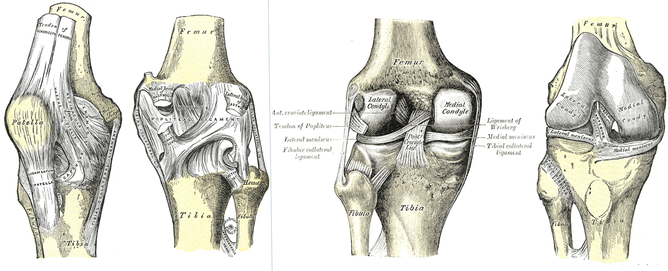 Tendons and ligaments, linking it all | Musculoskeletal Genetics