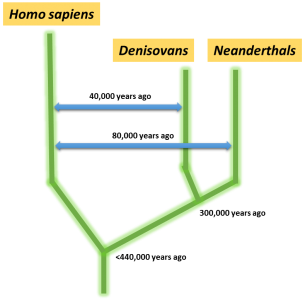 How Genomics Reshaped Our Understanding of Human Evolution – {react ...