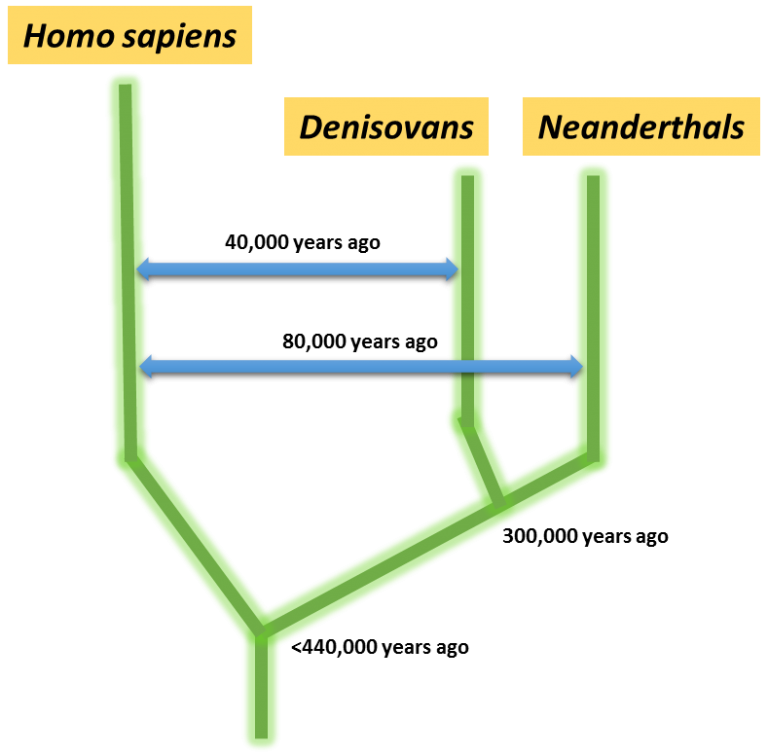 How Genomics Reshaped Our Understanding of Human Evolution – {react ...