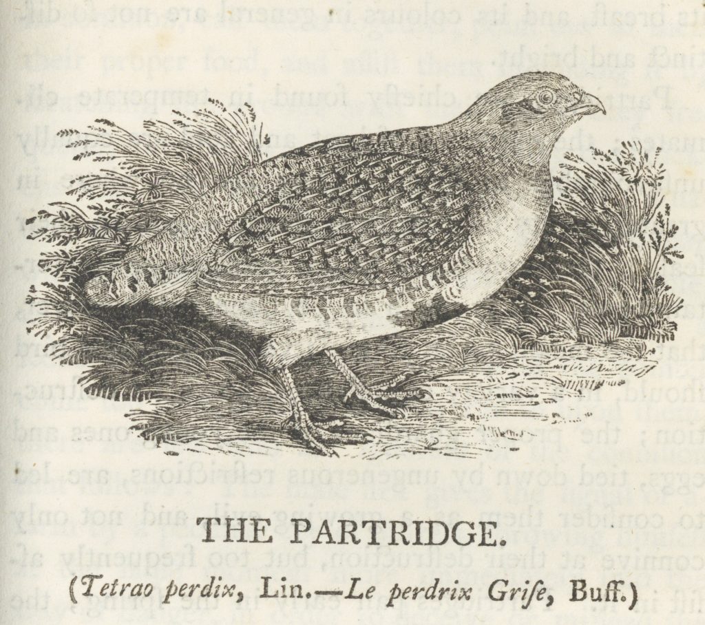 1st December – The Partridge | Special Collections