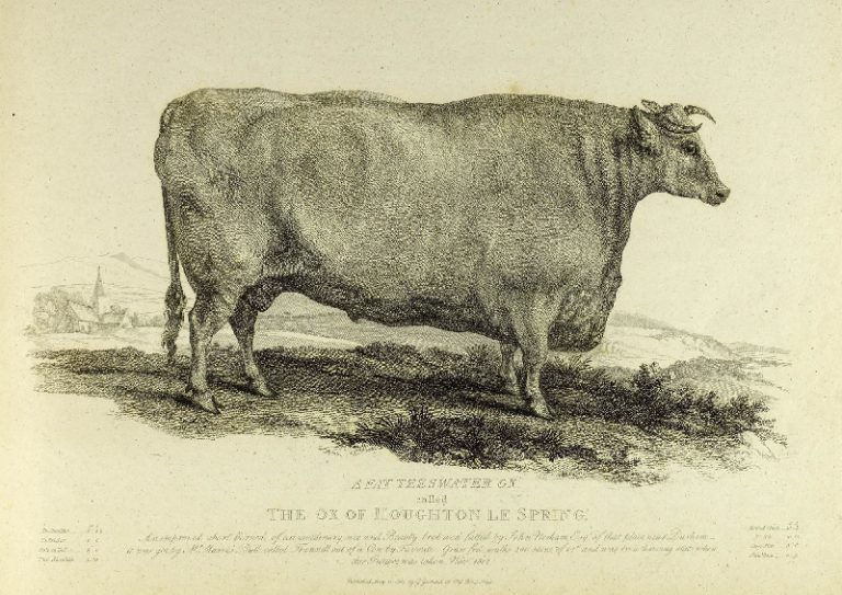 Varieties of Oxen – October 2010 | Special Collections